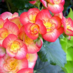 Overwintering Begonias - Caring for tubers during the UK's coldest months