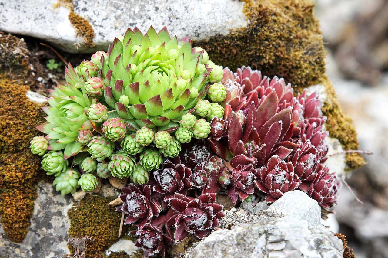 20 Extraordinary Rockery Plants to Transform Your Garden
