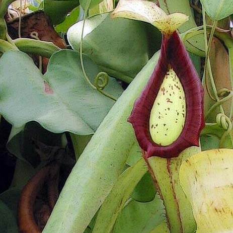 Pitcher plant - How to care for your exotic carnivore!