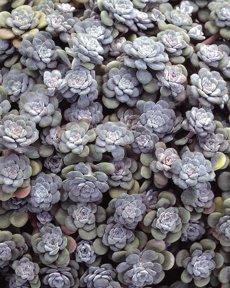 Succulents Plants - The best selection for a Dry Garden