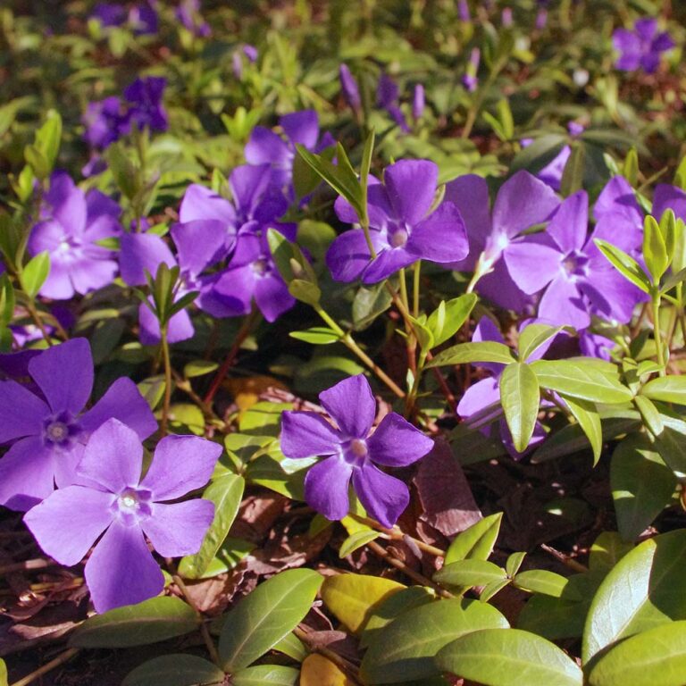 Winter Bedding Plants - 20+ Hardy Flowers UK Guide