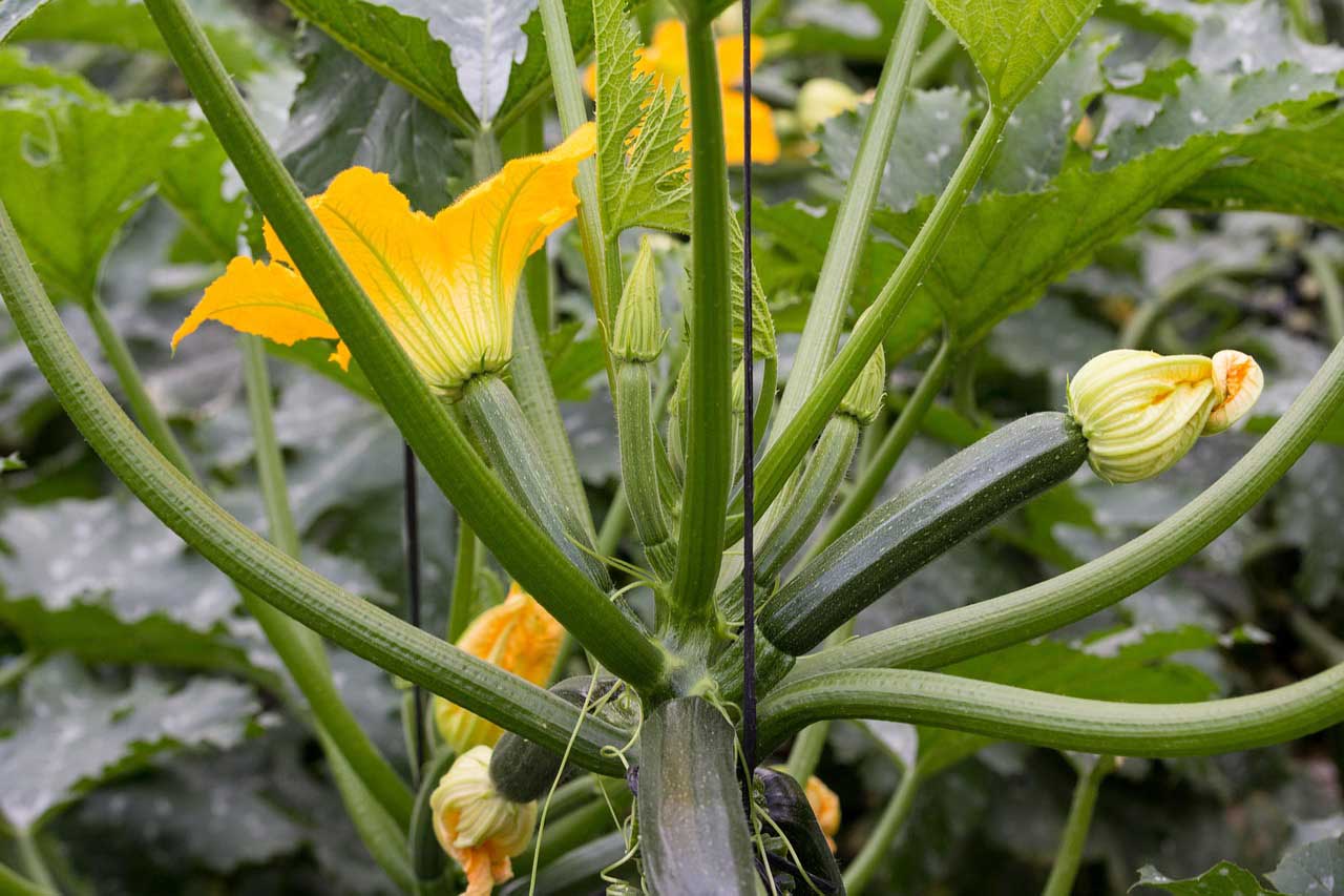 Climbing Courgettes - Perfect for a Small Gardens or Patio