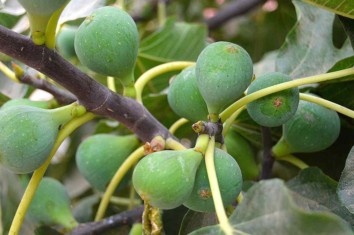 Hardy Figs - How to grow & get loads of fruit in the UK