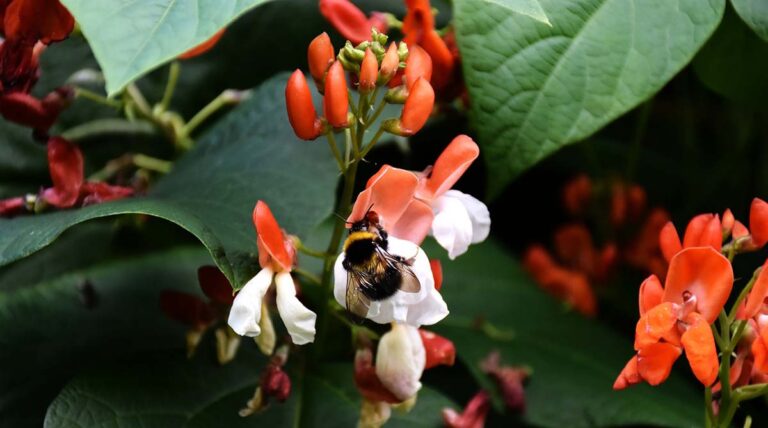 Growing Runner Beans - A gardener's guide