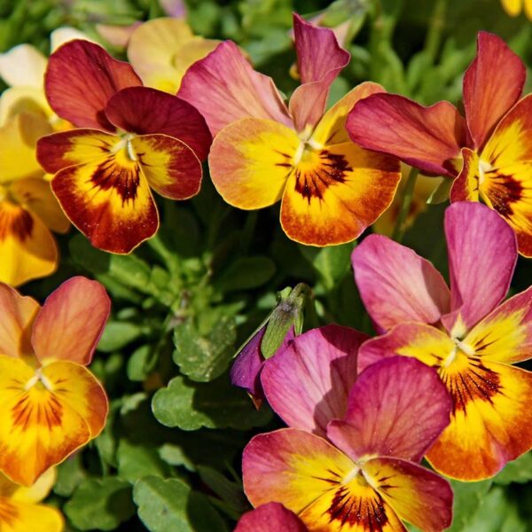 Hanging Baskets for Shade: Trailing Plants for UK Gardens
