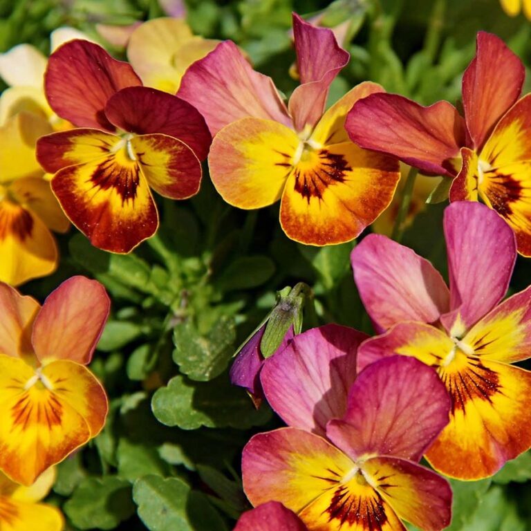 Hanging Baskets for Shade: Trailing Plants for UK Gardens