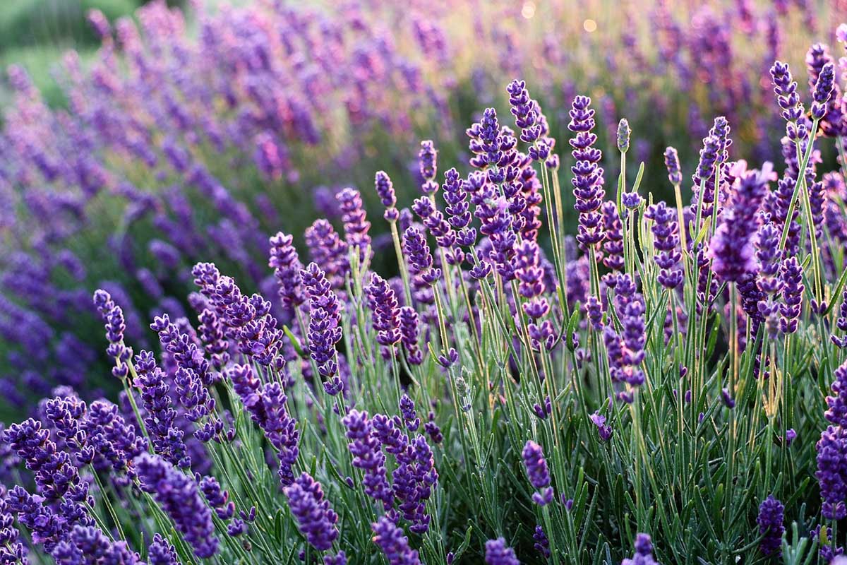 Growing Lavender Successfully | The Ultimate Guide