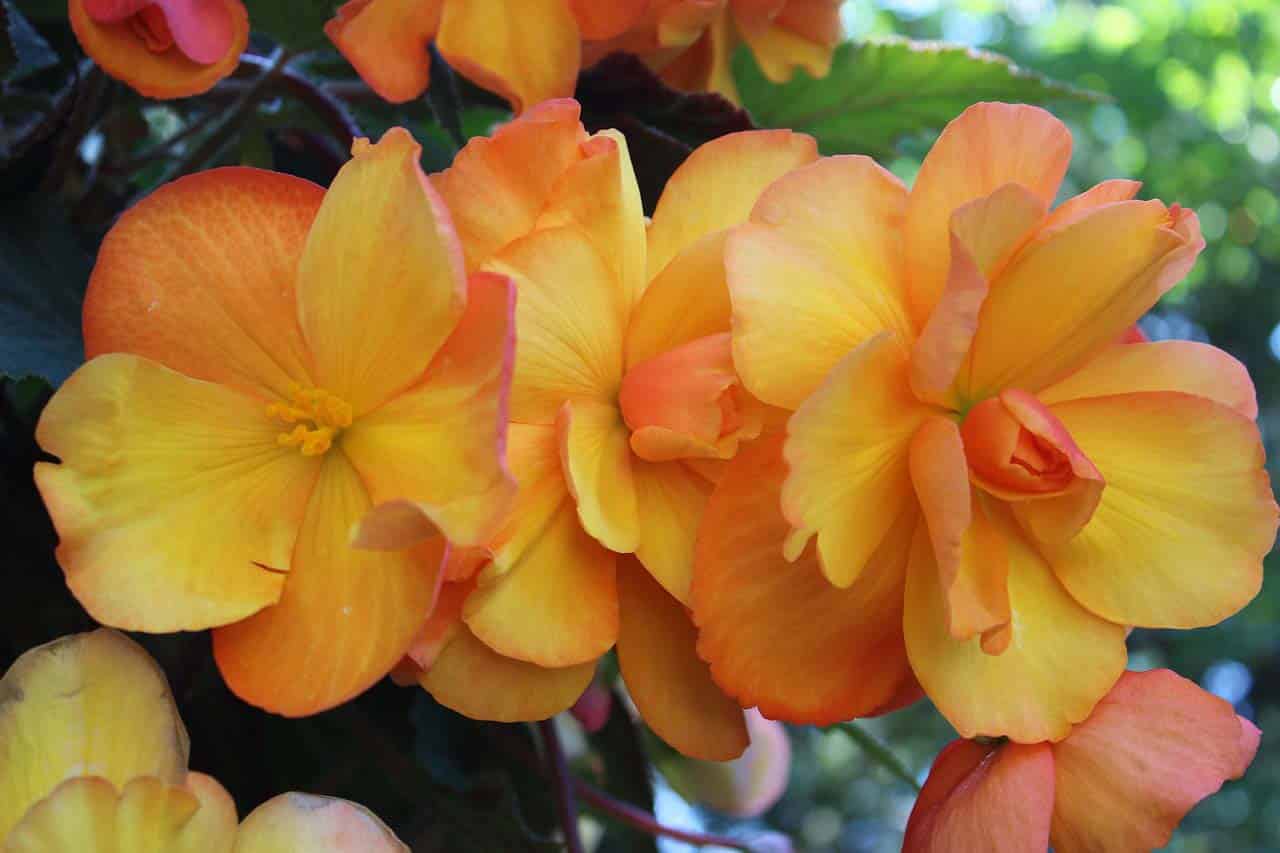 Begonia 'Apricot Shades Improved' by Thompson & Morgan