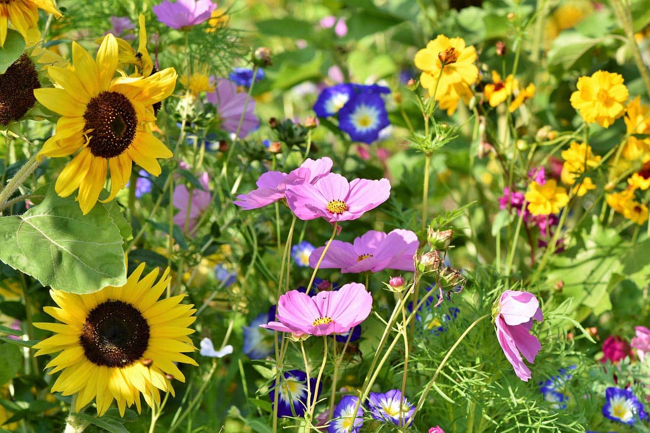 Wildlife-Friendly Garden: How to Guide
