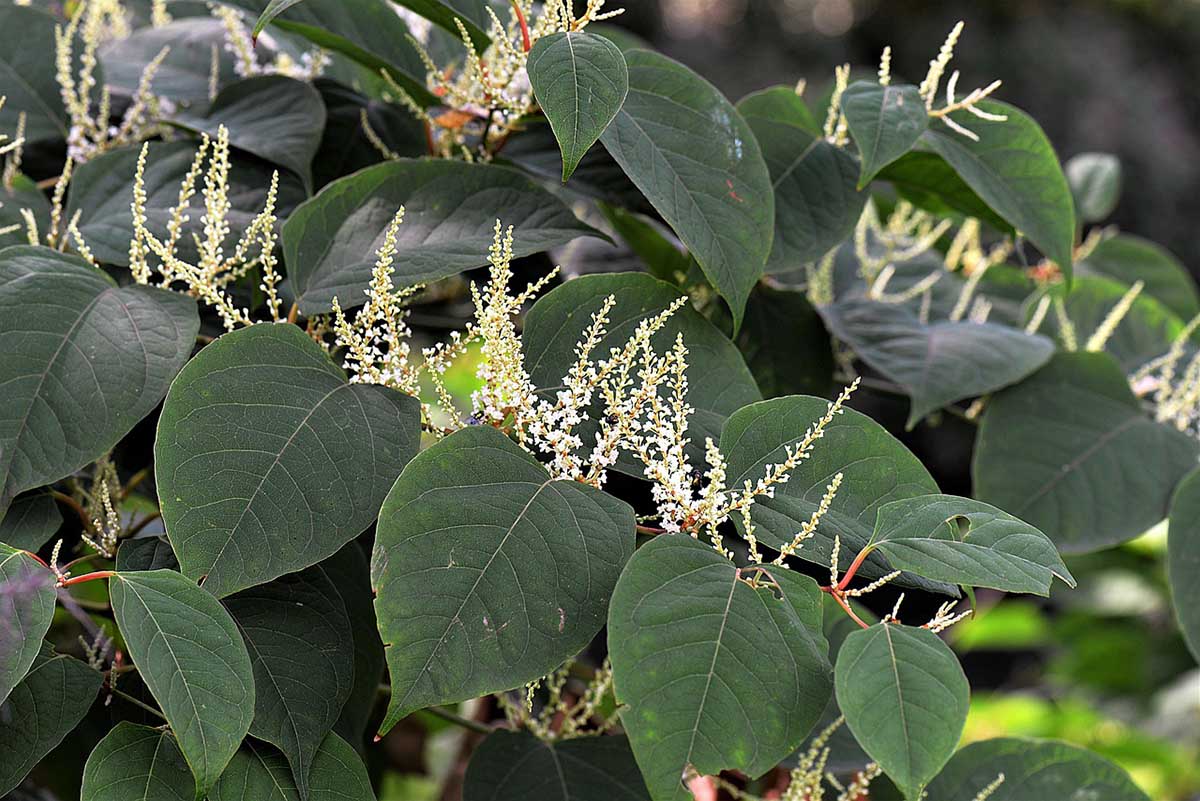 10 Plants Not to Grow in Your Garden – Avoid Mistakes!
