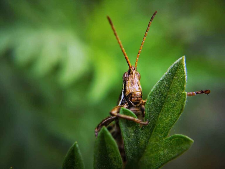 Companion Planting for Pest Control: Natural Solutions