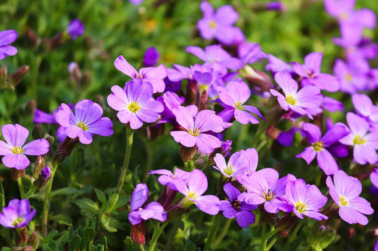 10 Low Maintenance Plants: Easy Greenery for Busy Gardeners