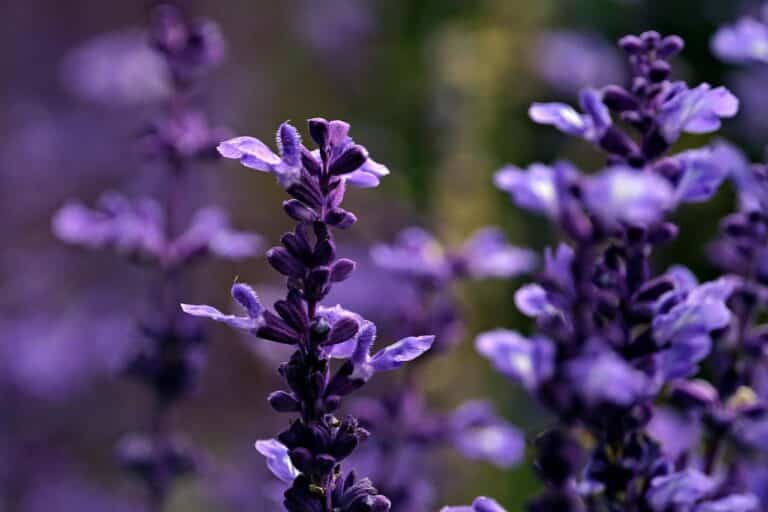 Salvias: A Complete Guide to the Top 10 Varieties