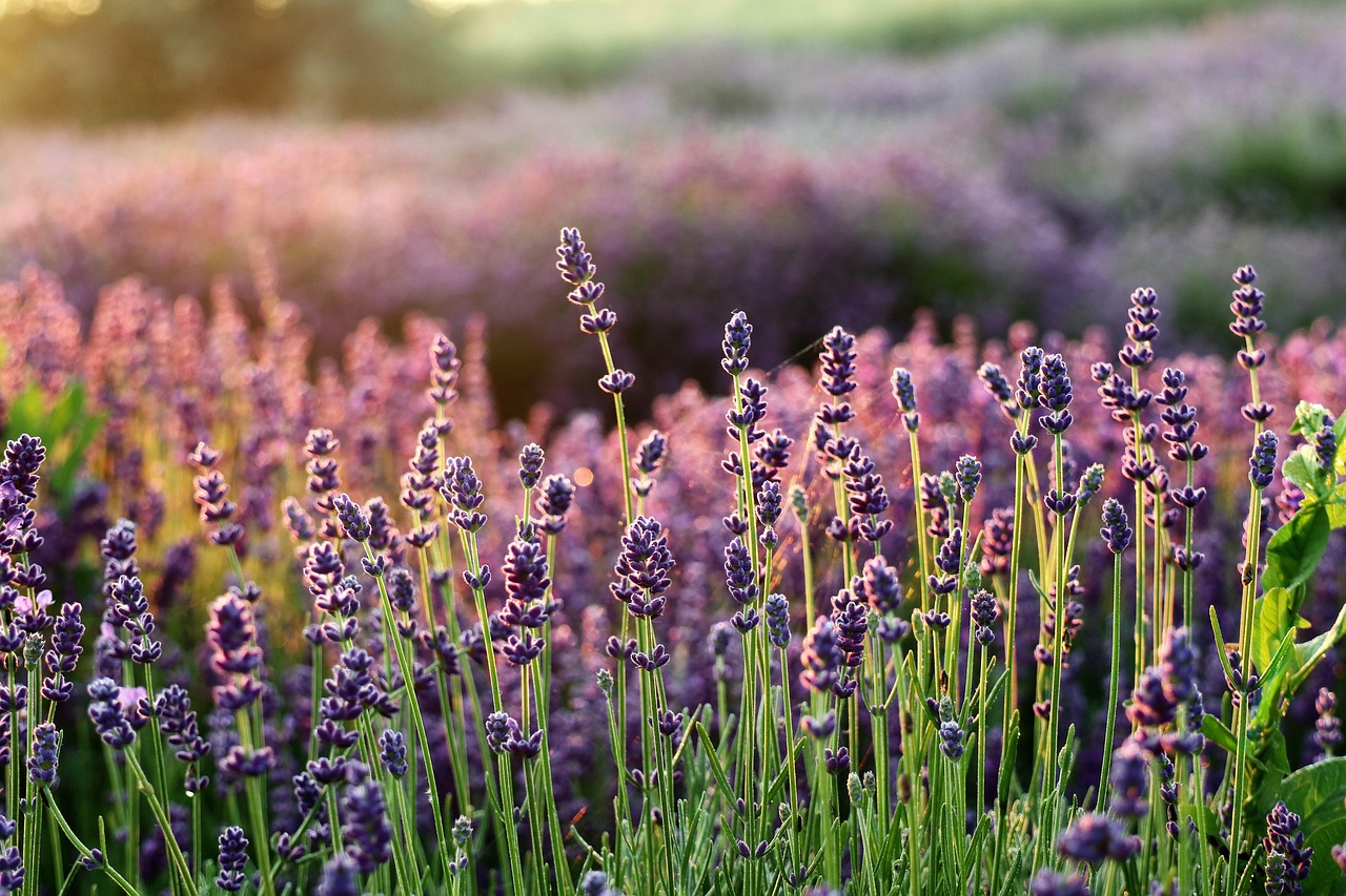 Growing Lavender in the UK - A Complete Guide